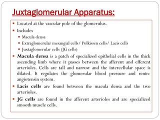 Histology-of-urinary-system.pdf