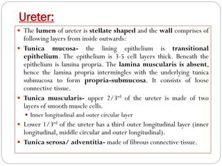 Histology-of-urinary-system.pdf