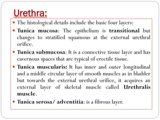 Histology-of-urinary-system.pdf