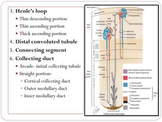 Histology-of-urinary-system.pdf