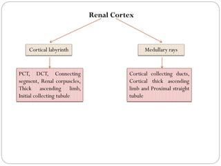 Histology-of-urinary-system.pdf