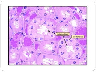Histology-of-urinary-system.pdf