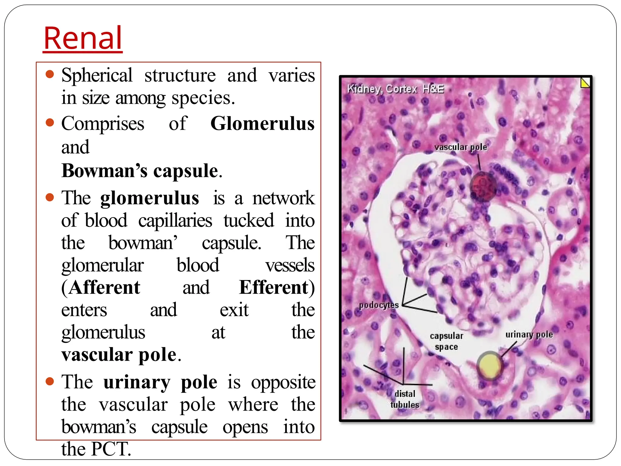 Histology-of-urinary-system.powerpoint notes | PPTX