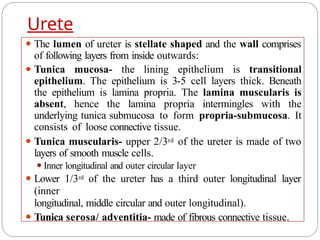 Histology-of-urinary-system.powerpoint notes | PPTX