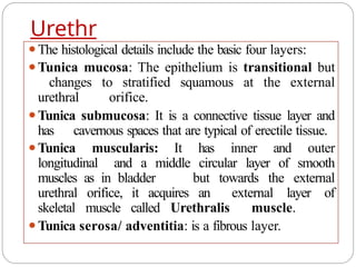 Histology-of-urinary-system.powerpoint notes | PPTX