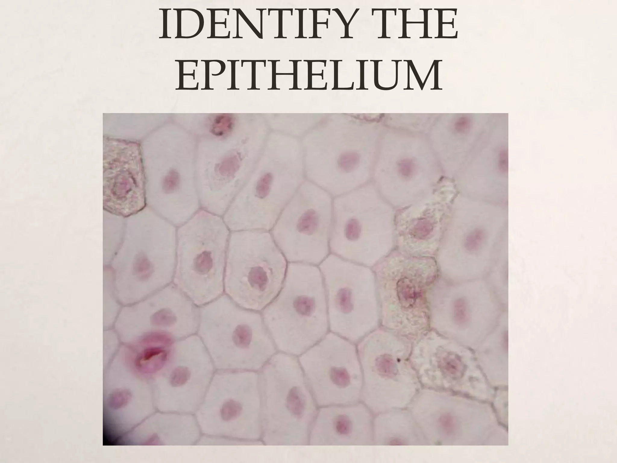 Histology quiz | PPTX