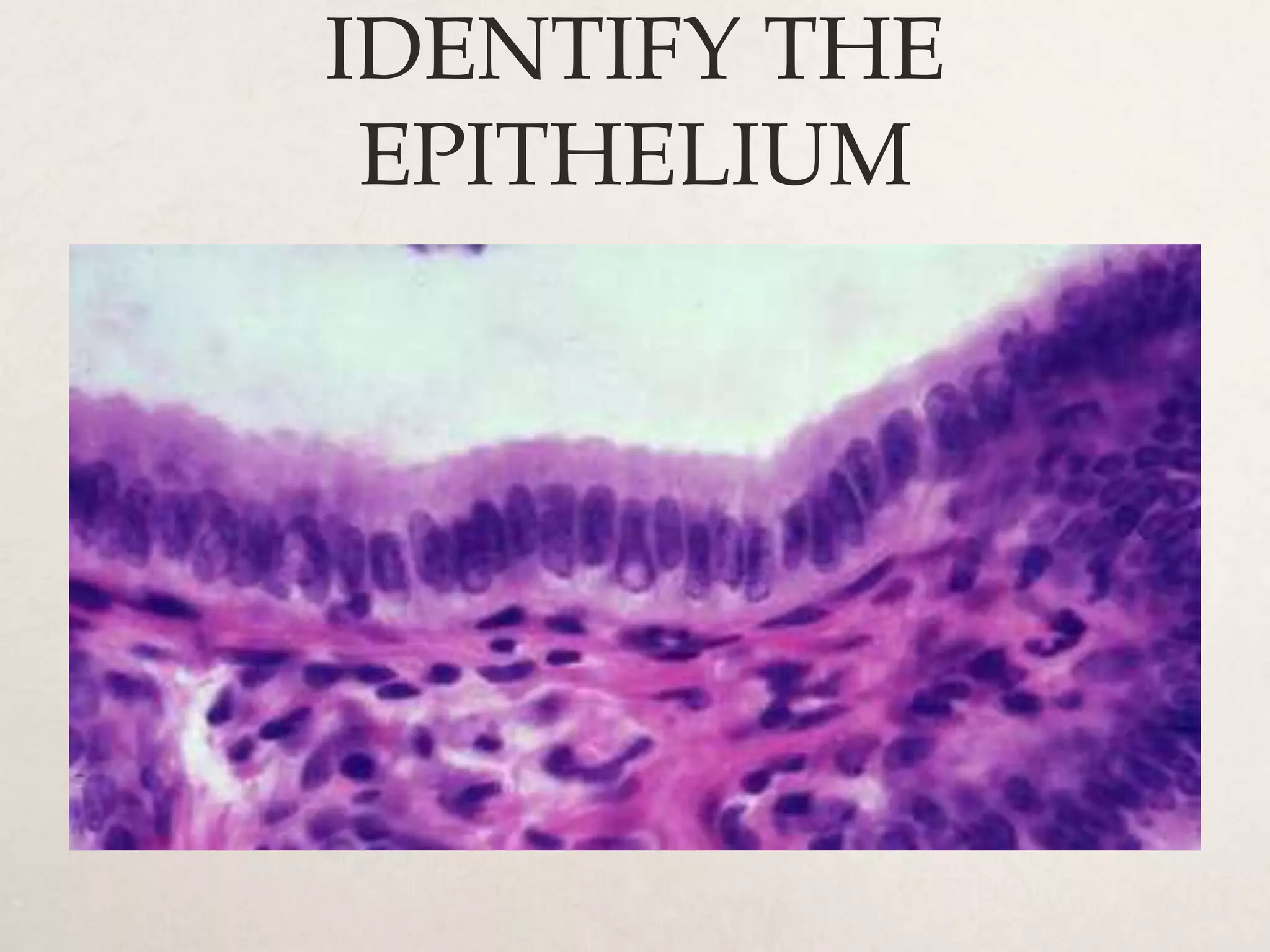 Histology quiz | PPTX