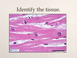 Histology quiz | PPTX