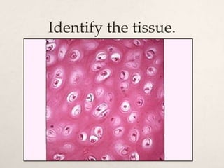 Histology quiz | PPTX