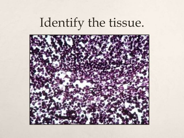 Histology quiz