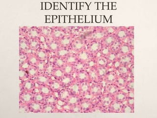 Epithelial Tissue Slides Quiz