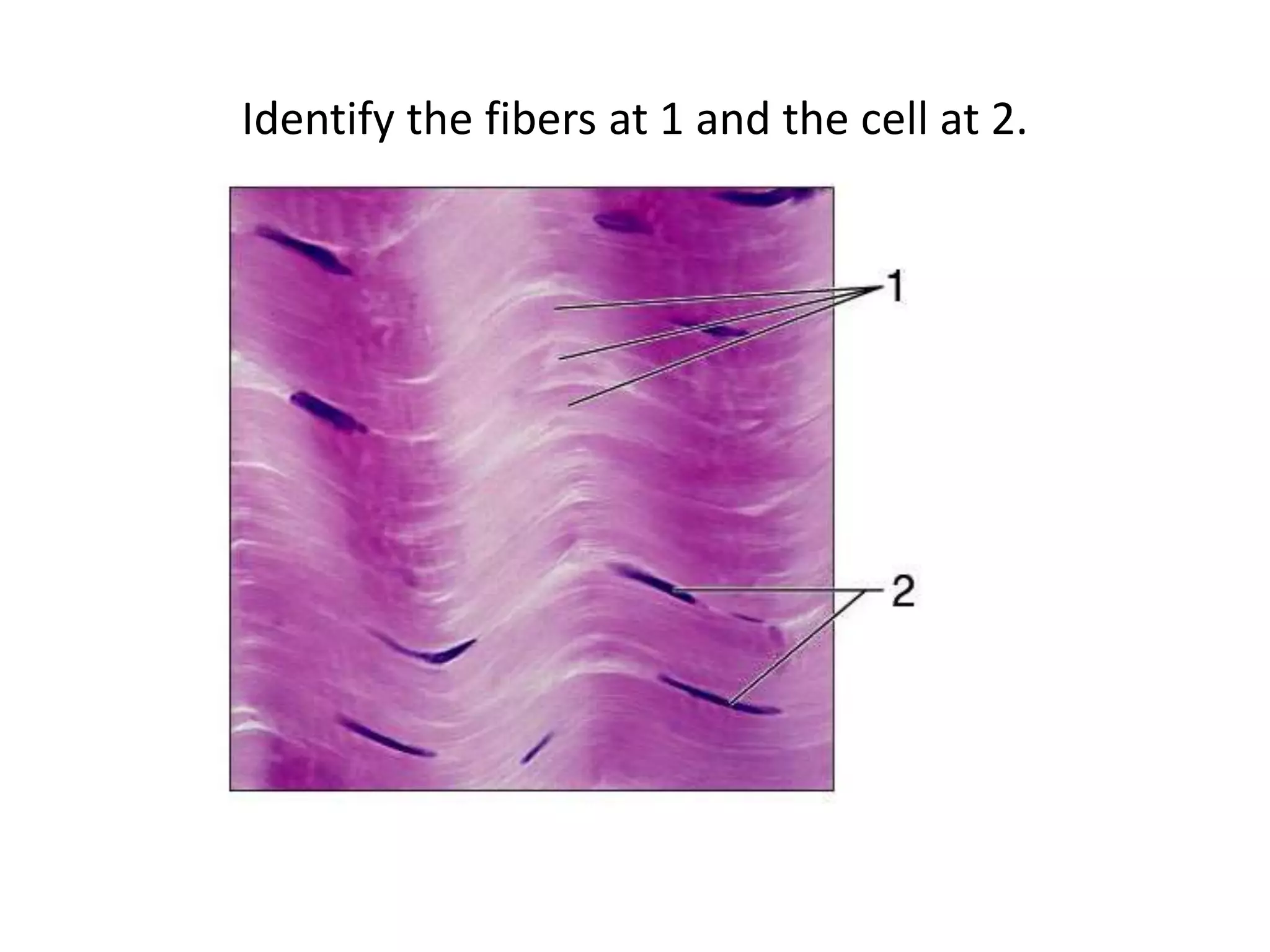 Histology quiz 2016 | PPTX
