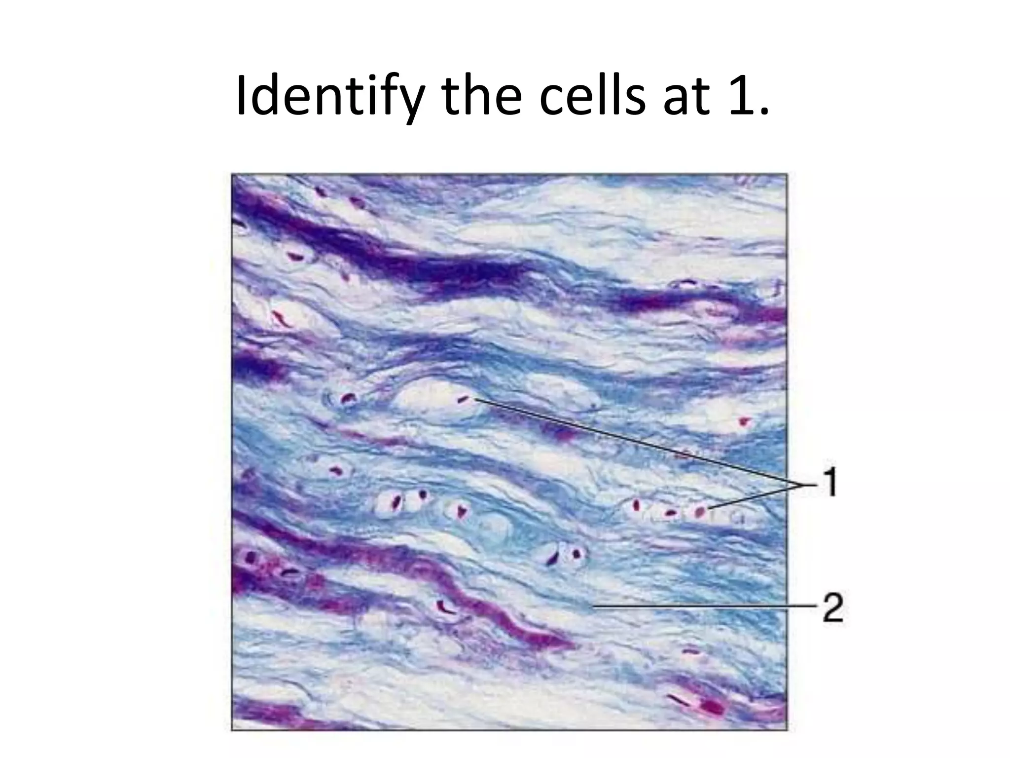 Histology quiz 2016 | PPTX