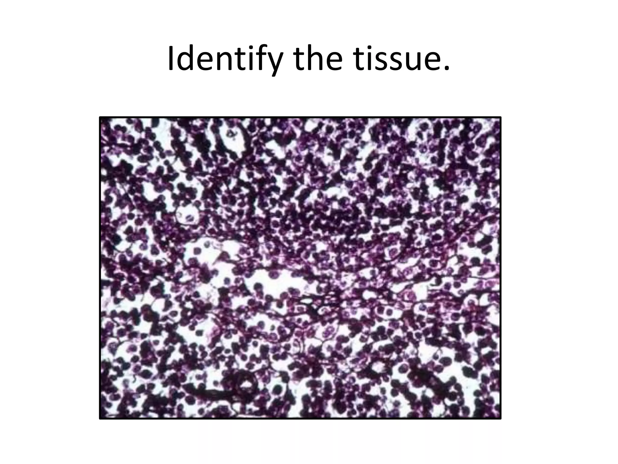 Histology quiz 2016 | PPTX