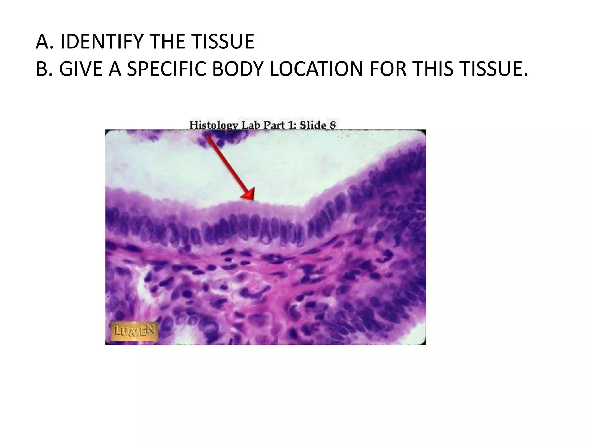 Histology quiz 2016 | PPTX