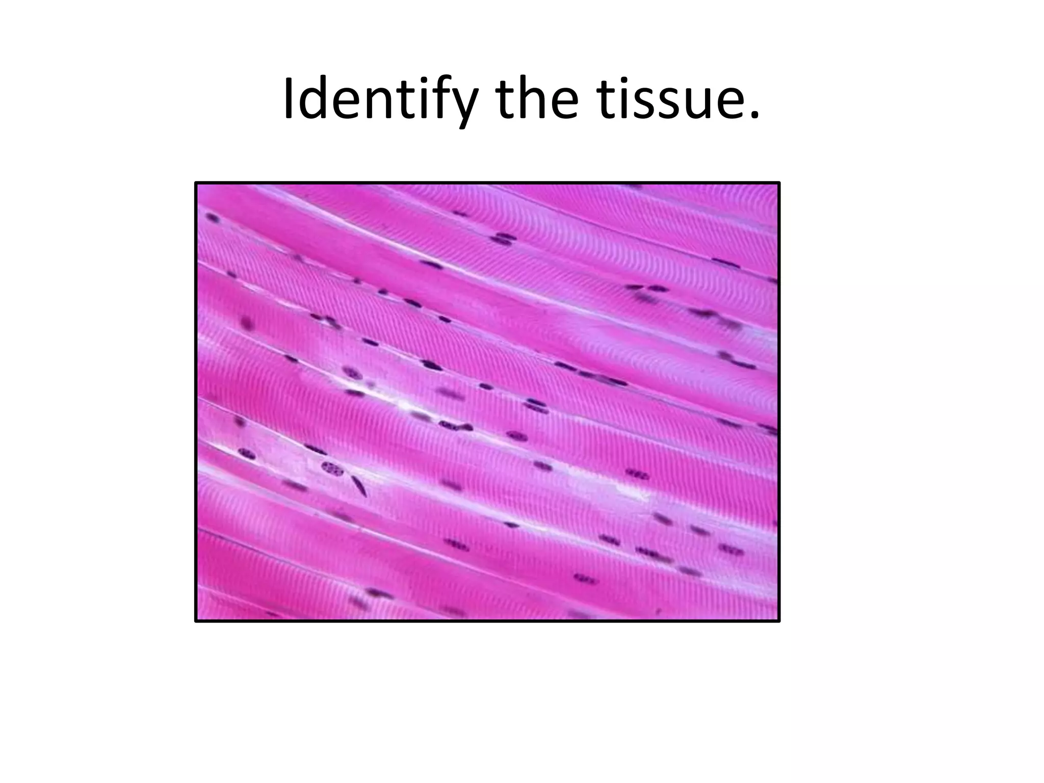 Histology quiz 2016 | PPTX