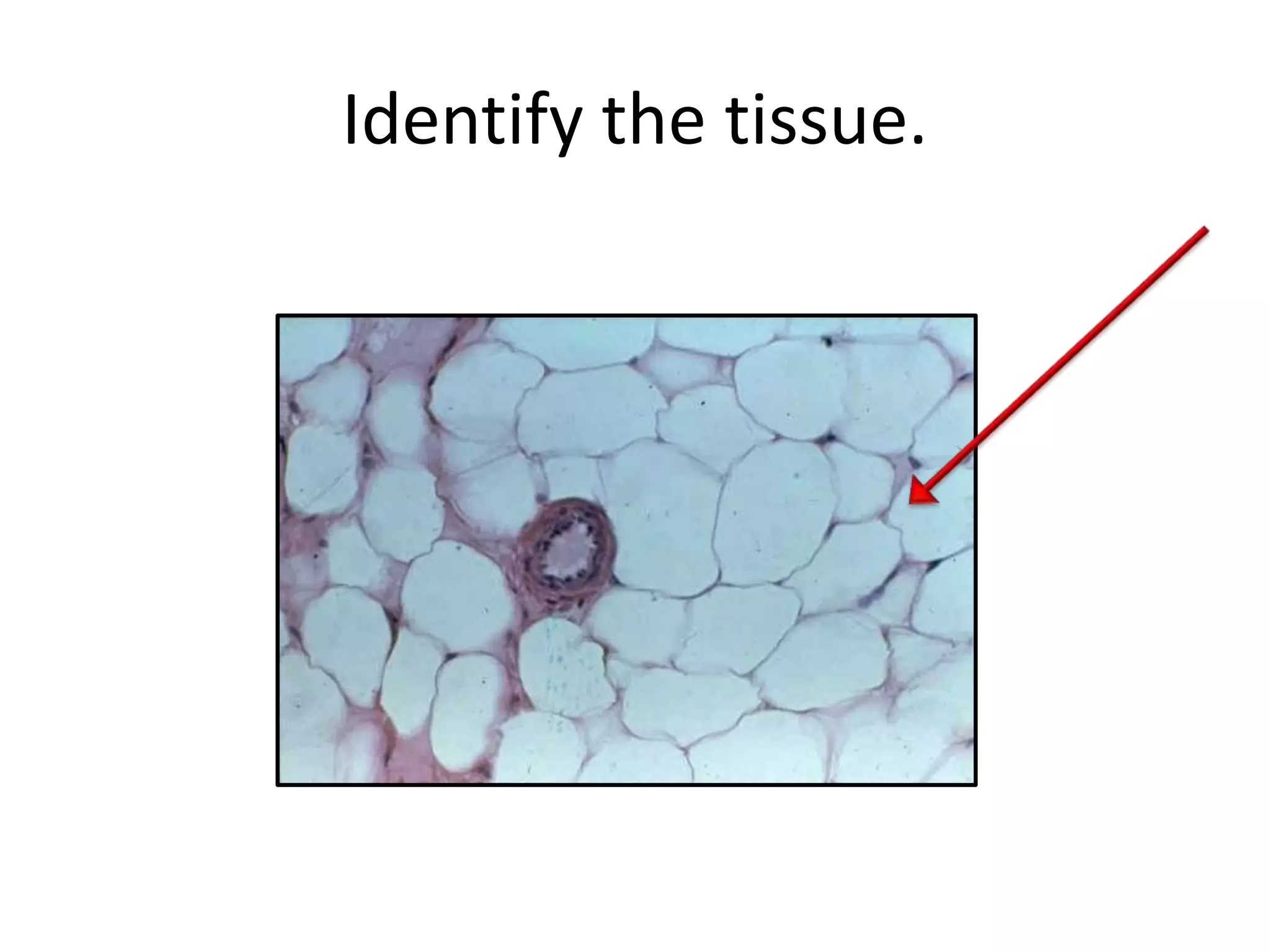 Histology quiz 2016 | PPTX
