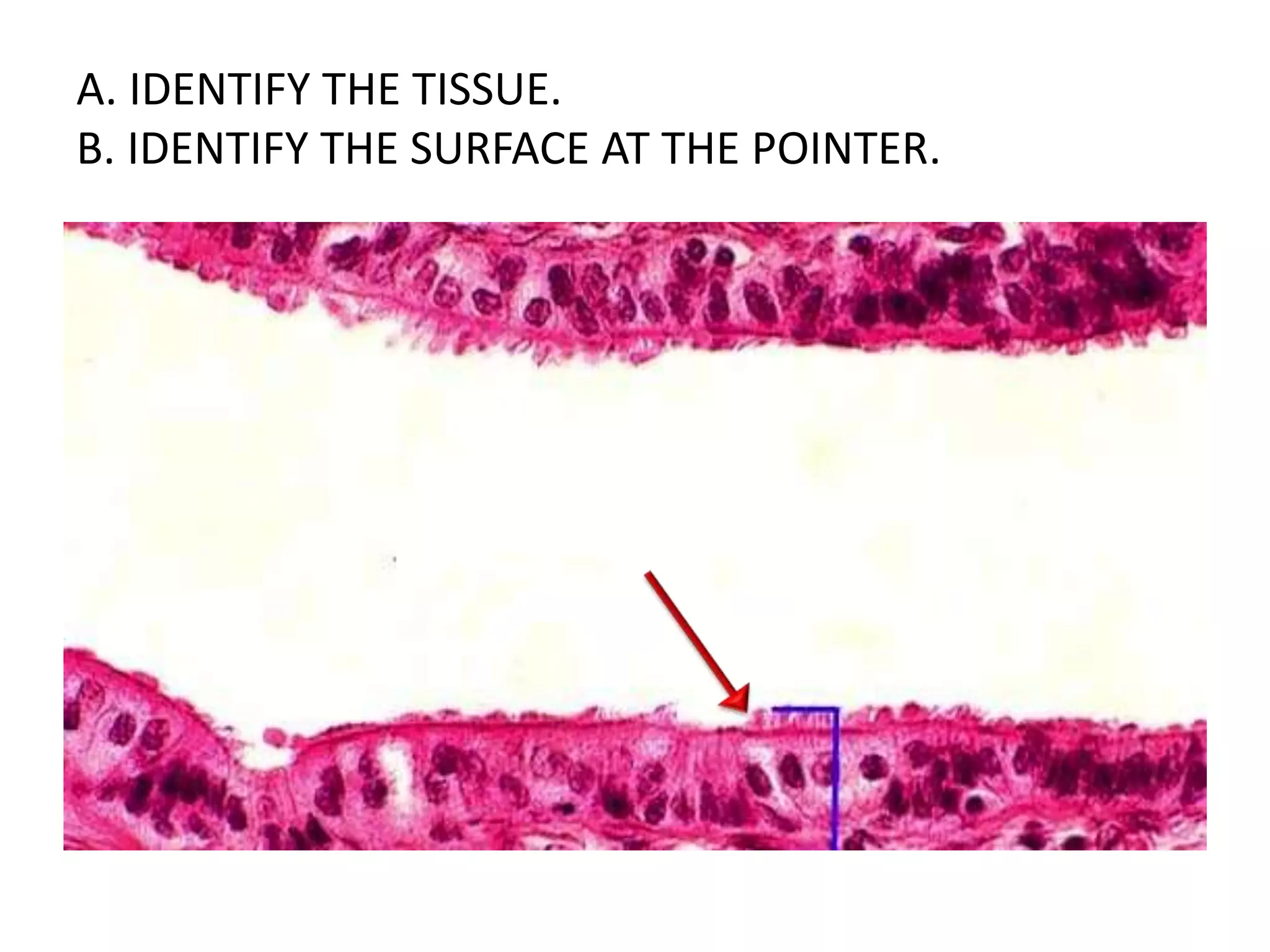 Histology quiz 2016 | PPTX