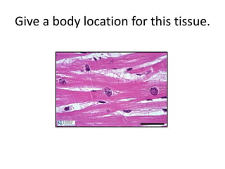 Histology quiz 2016 | PPTX