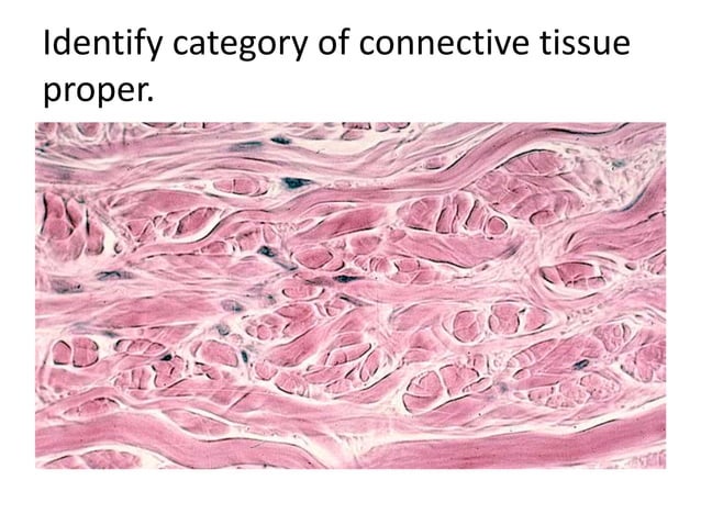 Histology quiz 2016 | PPTX | Biological Sciences | Science