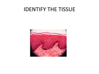 Histology quiz 2016 | PPTX