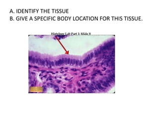 Histology quiz 2016 | PPTX
