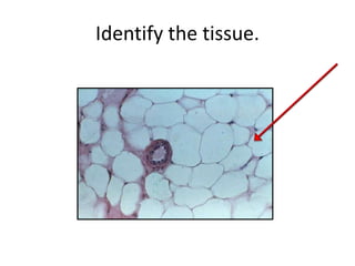 Histology quiz 2016 | PPTX