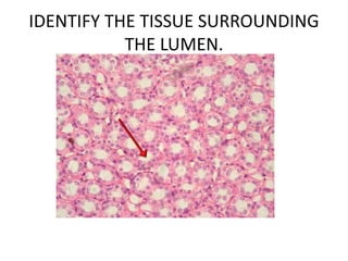 Histology quiz 2016 | PPTX