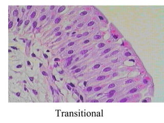 Epithelial Tissue Slides