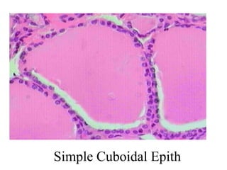 Simple Cuboidal Epithelium Slide Labeled