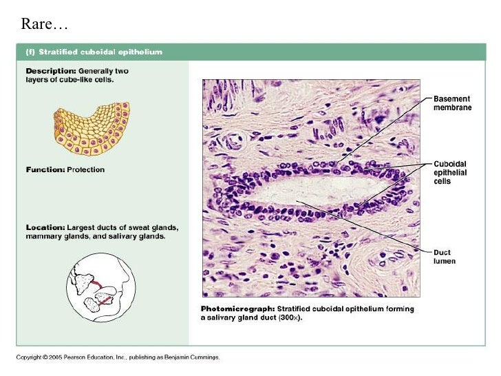 Histology various type of epithelium