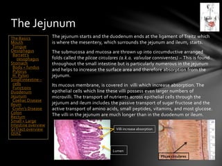 Histology within the GI tract - from cheek to cheek | PPT