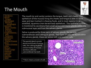 Histology within the GI tract - from cheek to cheek | PPT