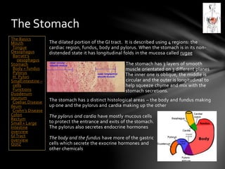 Histology within the GI tract - from cheek to cheek | PPT