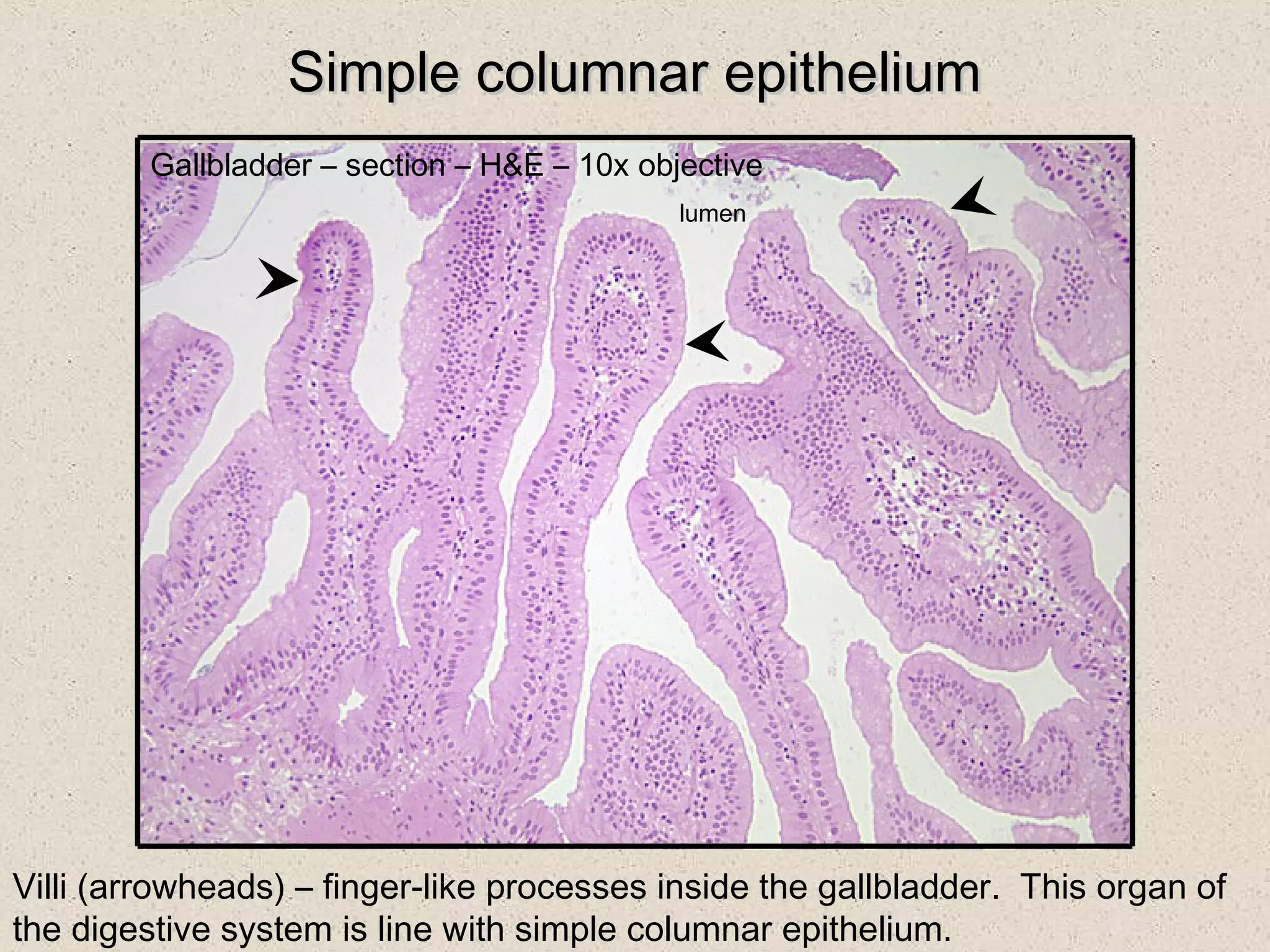 Histology: Epithelia | PPT