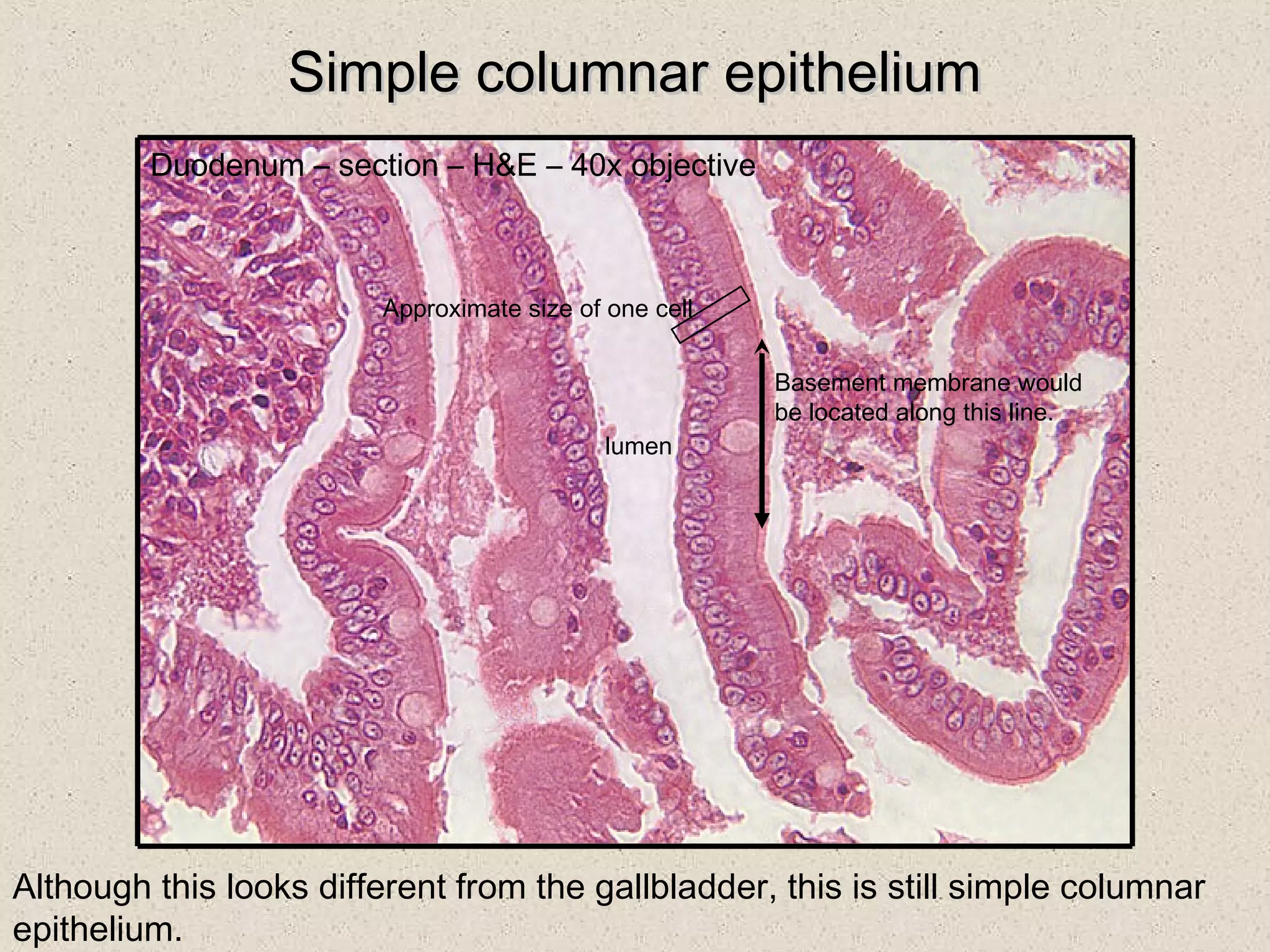 Histology: Epithelia | PPT