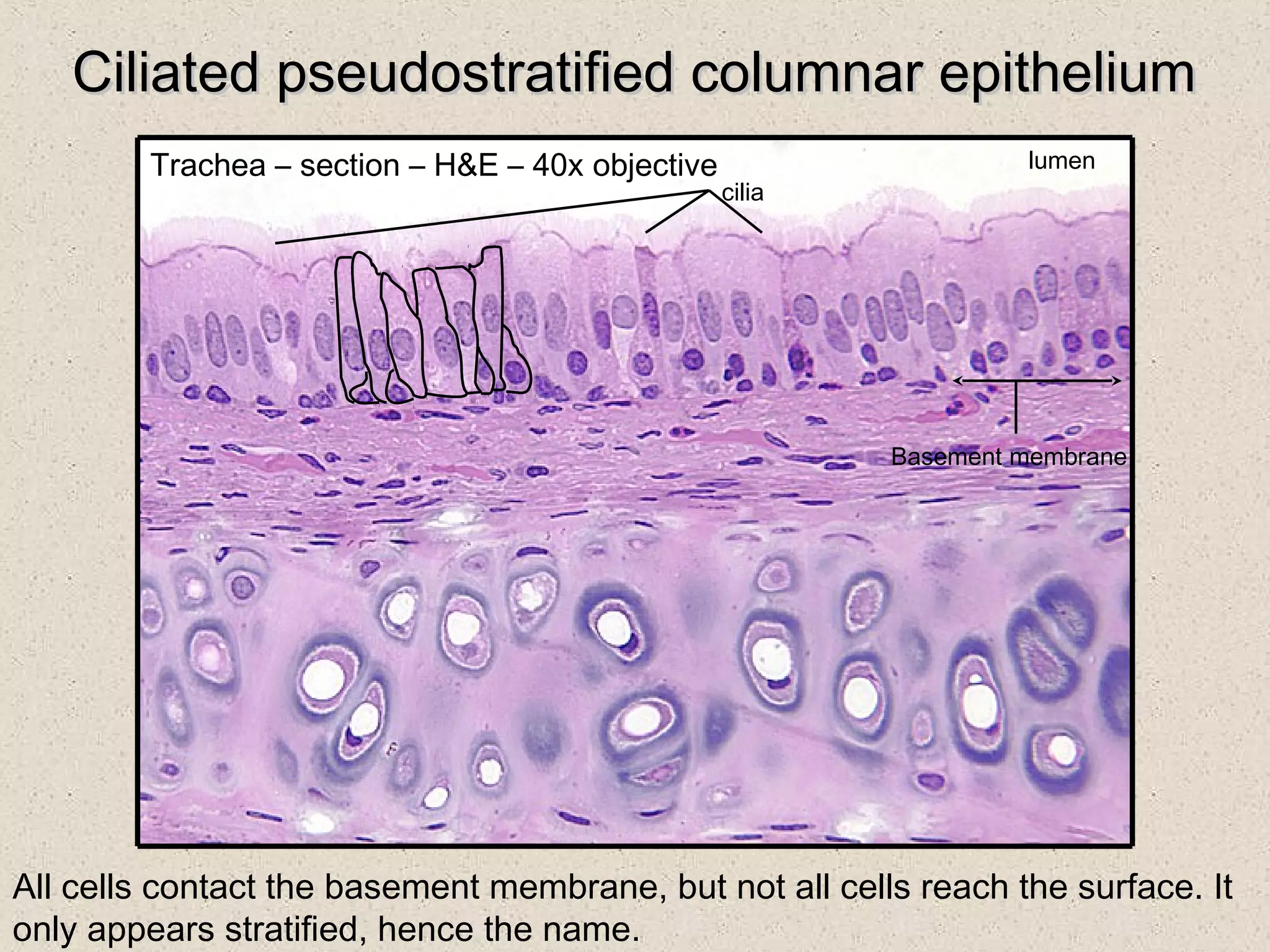 Histology: Epithelia | PPT