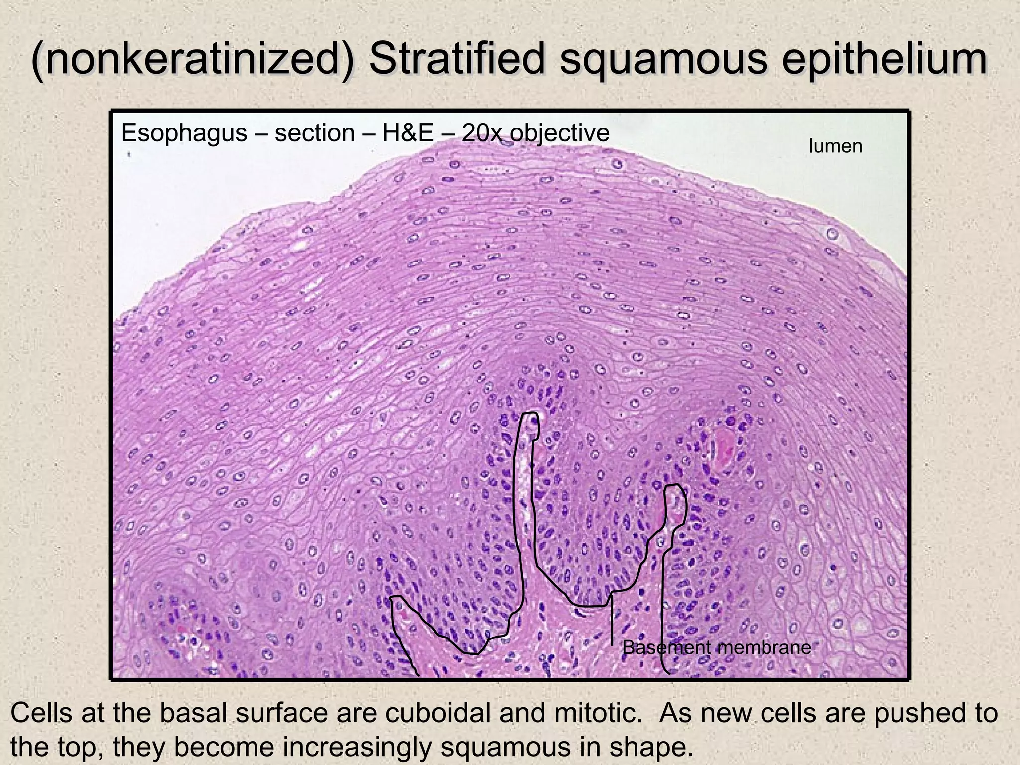 Histology: Epithelia | PPT