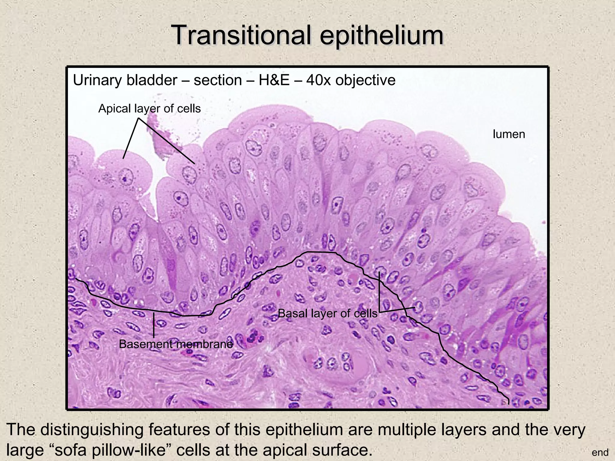 Histology: Epithelia | PPT