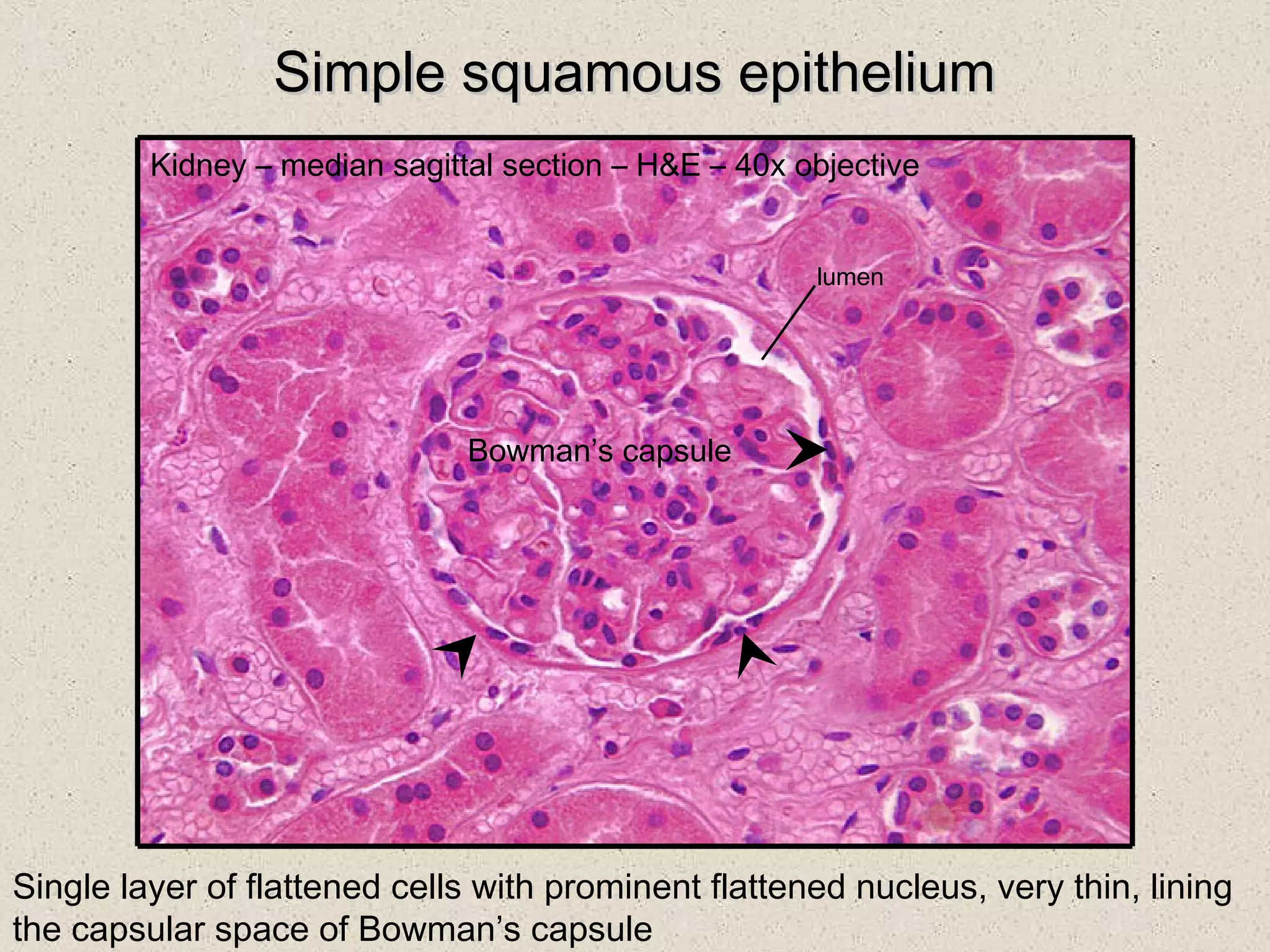 Histology: Epithelia | PPT