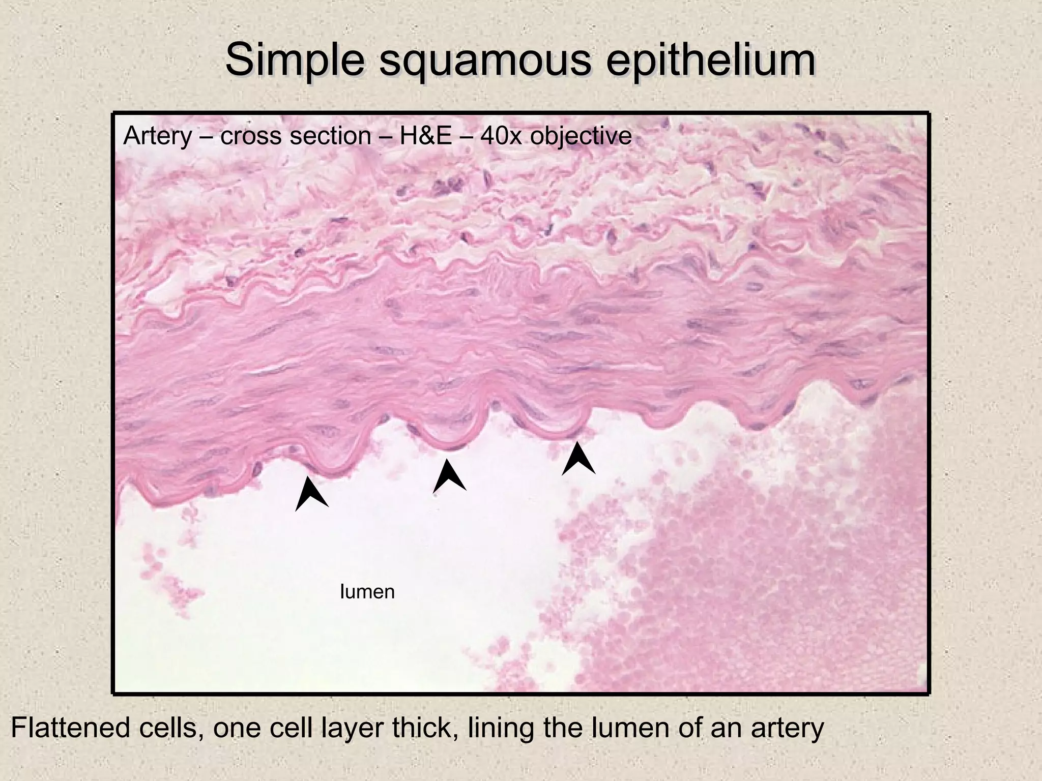 Histology: Epithelia | PPT