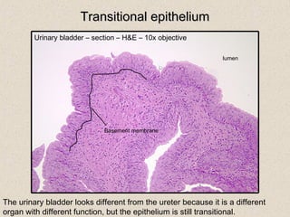 Histology: Epithelia | PPT