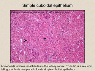 Histology: Epithelia | PPT