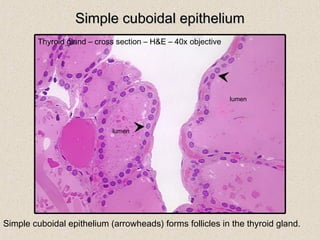 Histology: Epithelia | PPT