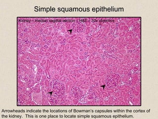 Simple Cuboidal Epithelium Kidney