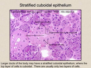 Simple Cuboidal Epithelium Slide 40x