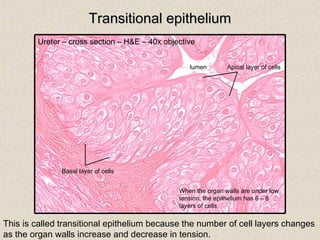 Transitional Epithelium Slide 40x