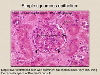 Simple Squamous Epithelium Slide Kidney