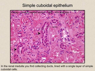 Simple Cuboidal Epithelium Kidney Tubules