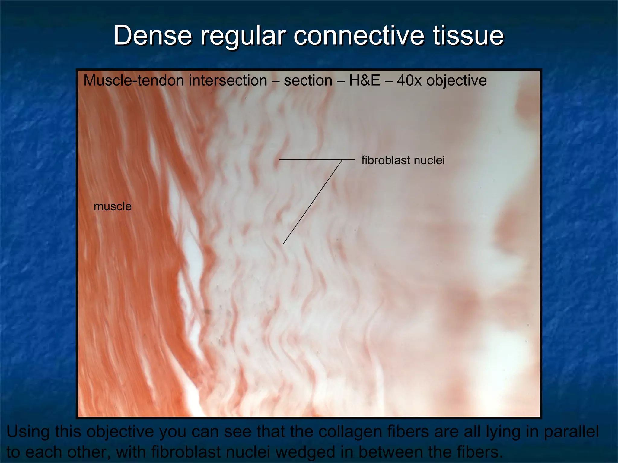 Histology: Connective Tissues | PPT